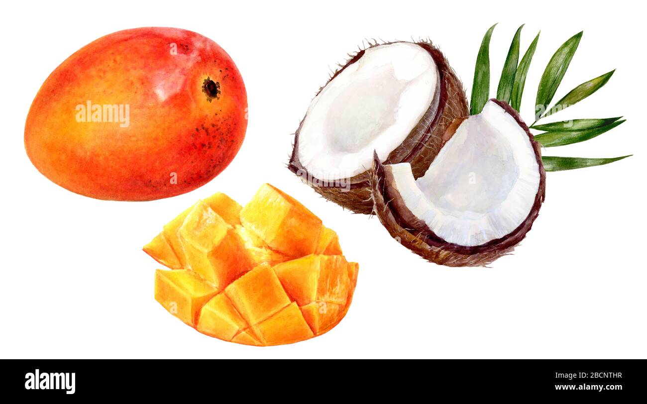 Mango fruit coconut watercolor isolated on white background Stock Photo ...