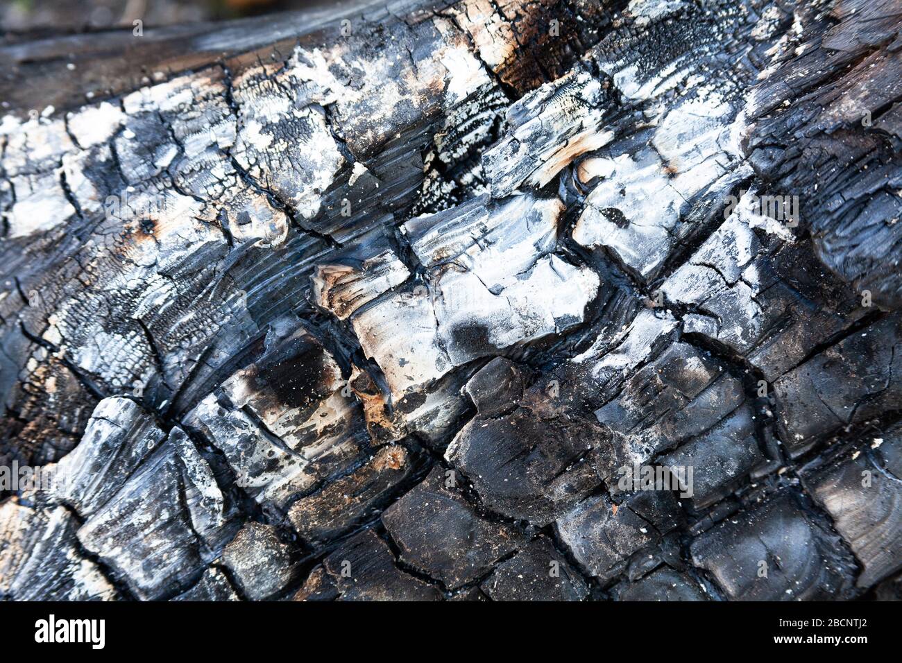 Extinguished burned ashed wood white grey texture, shallow dof Gray ...