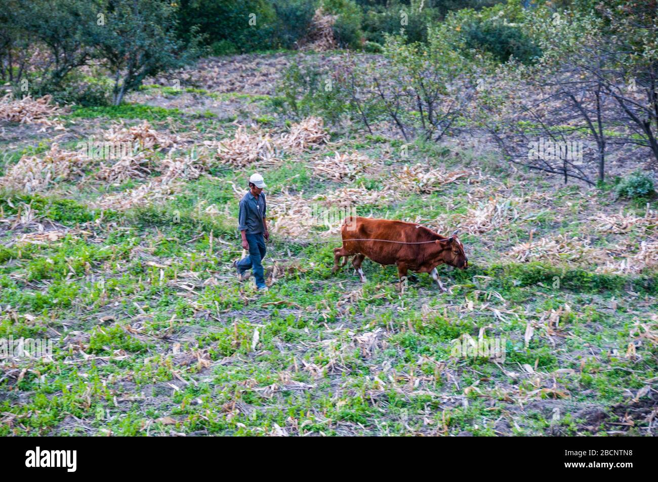 A farmer and his bull in the fields of Jiaju Zangzhai in Danba County ...