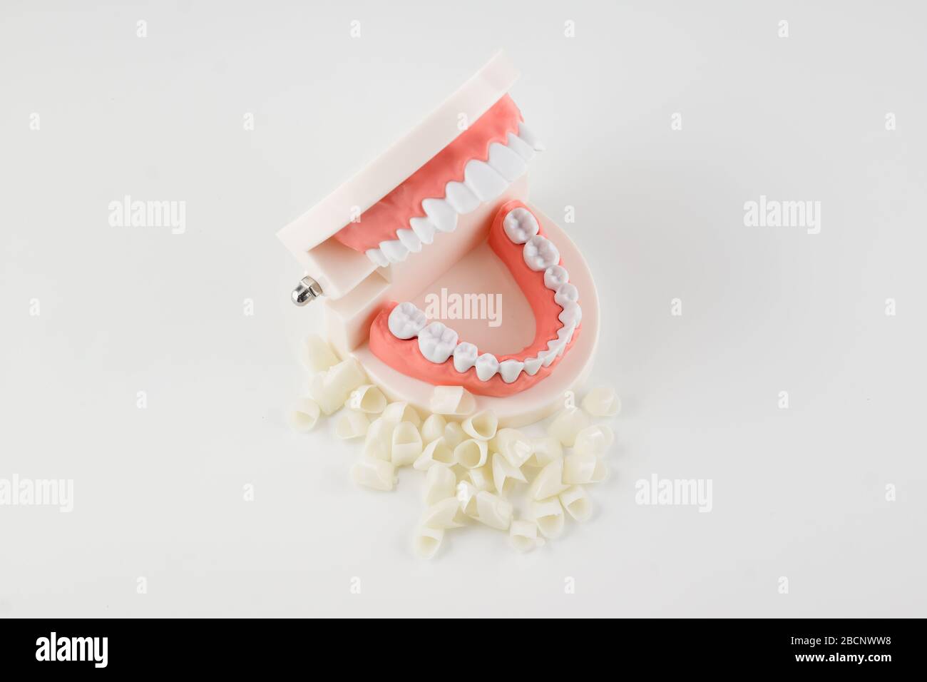 acrylic human jaw model for studying oral hygiene Stock Photo - Alamy