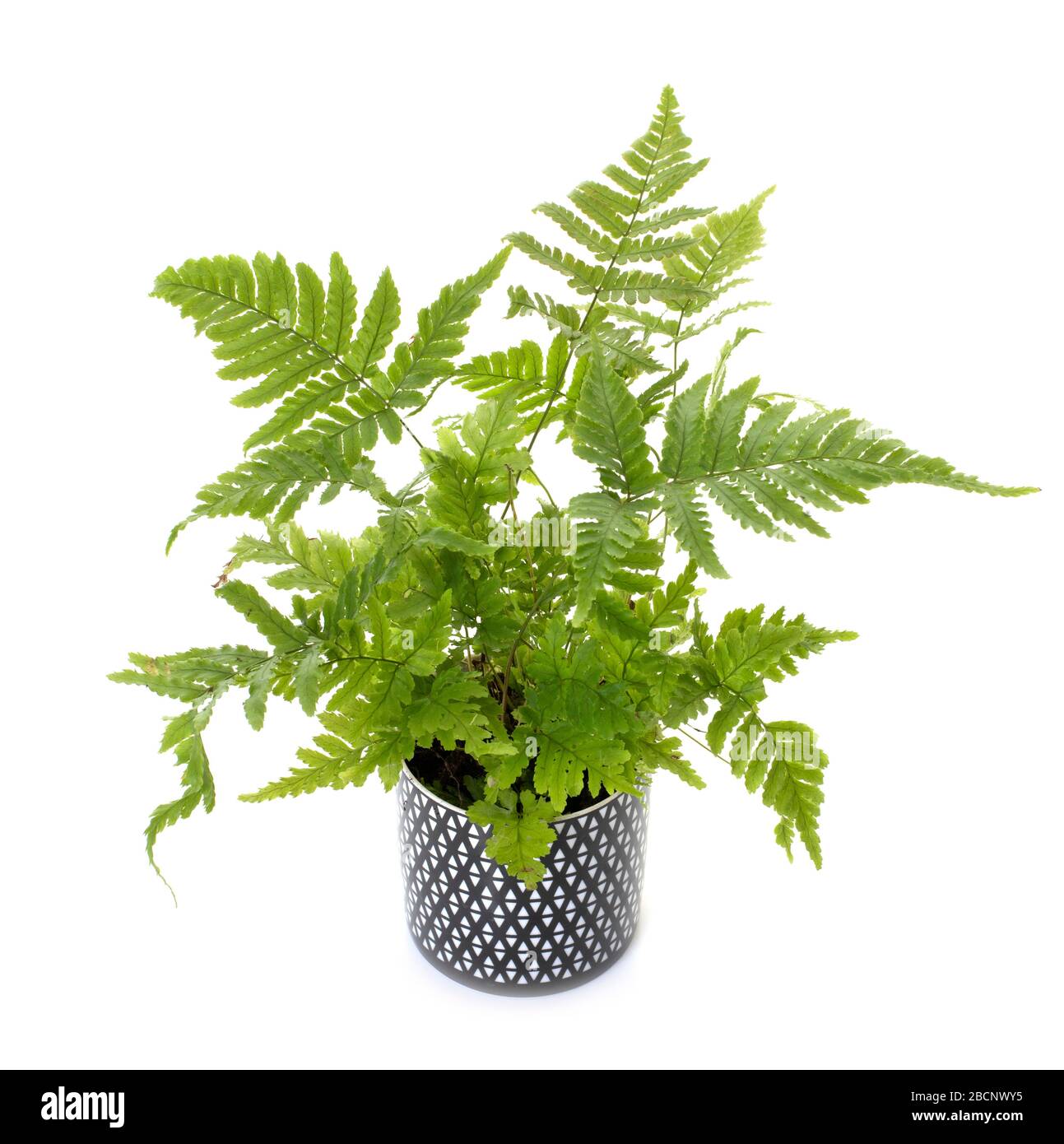 fern in pot in front of white background Stock Photo - Alamy