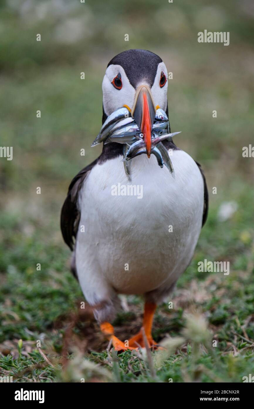 A portrait of a puffin with fish in its mouth Stock Photo - Alamy