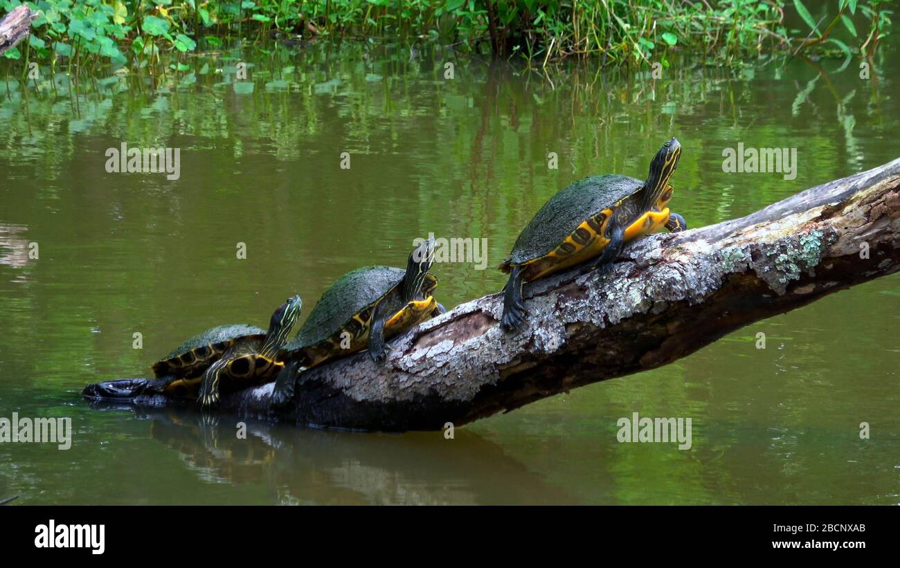 Turtles in the swamps of Louisiana - travel photography Stock Photo - Alamy