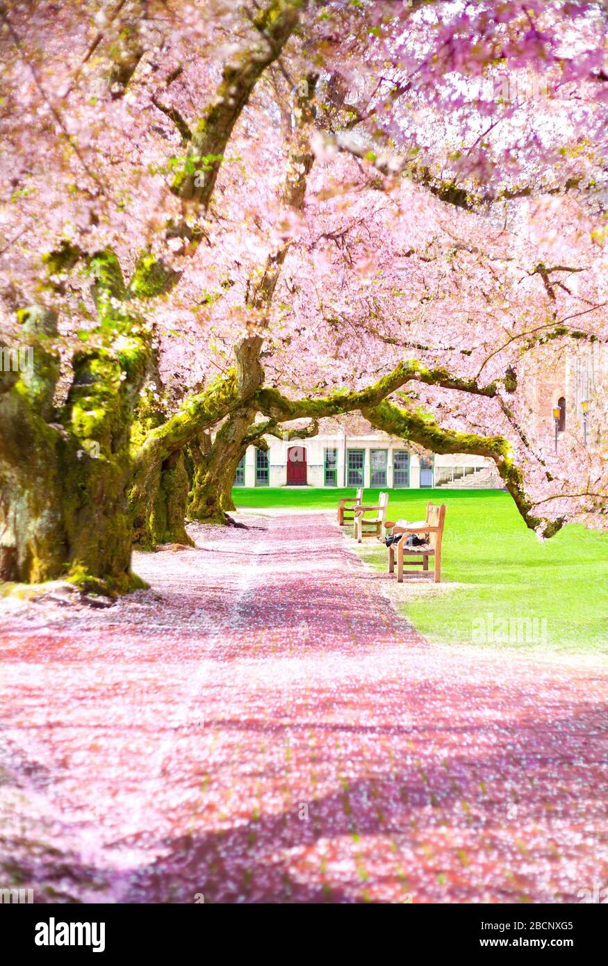 Beautiful pink canopy covered with pink cherry blossoms and sakura ...