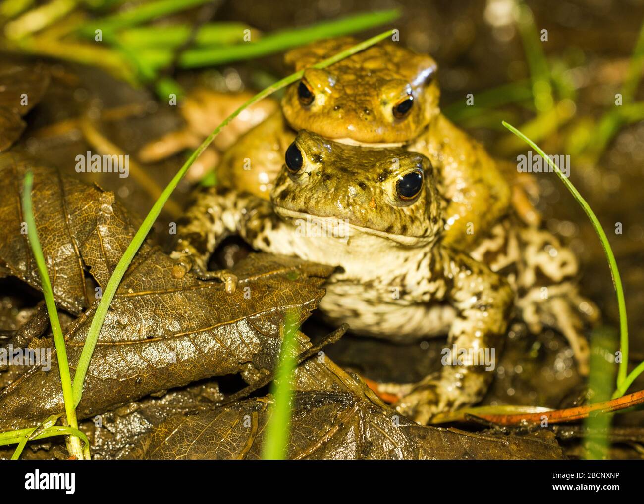 Common Toad Bufo bufo during breeding season, Derbyshire UK Stock Photo ...