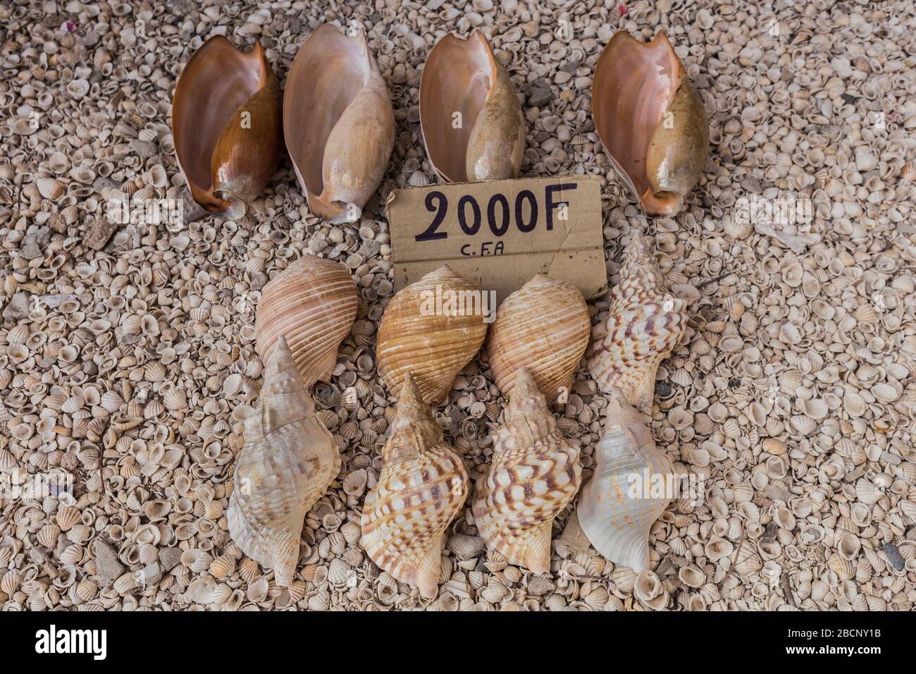 Souvenir shells hi-res stock photography and images - Alamy