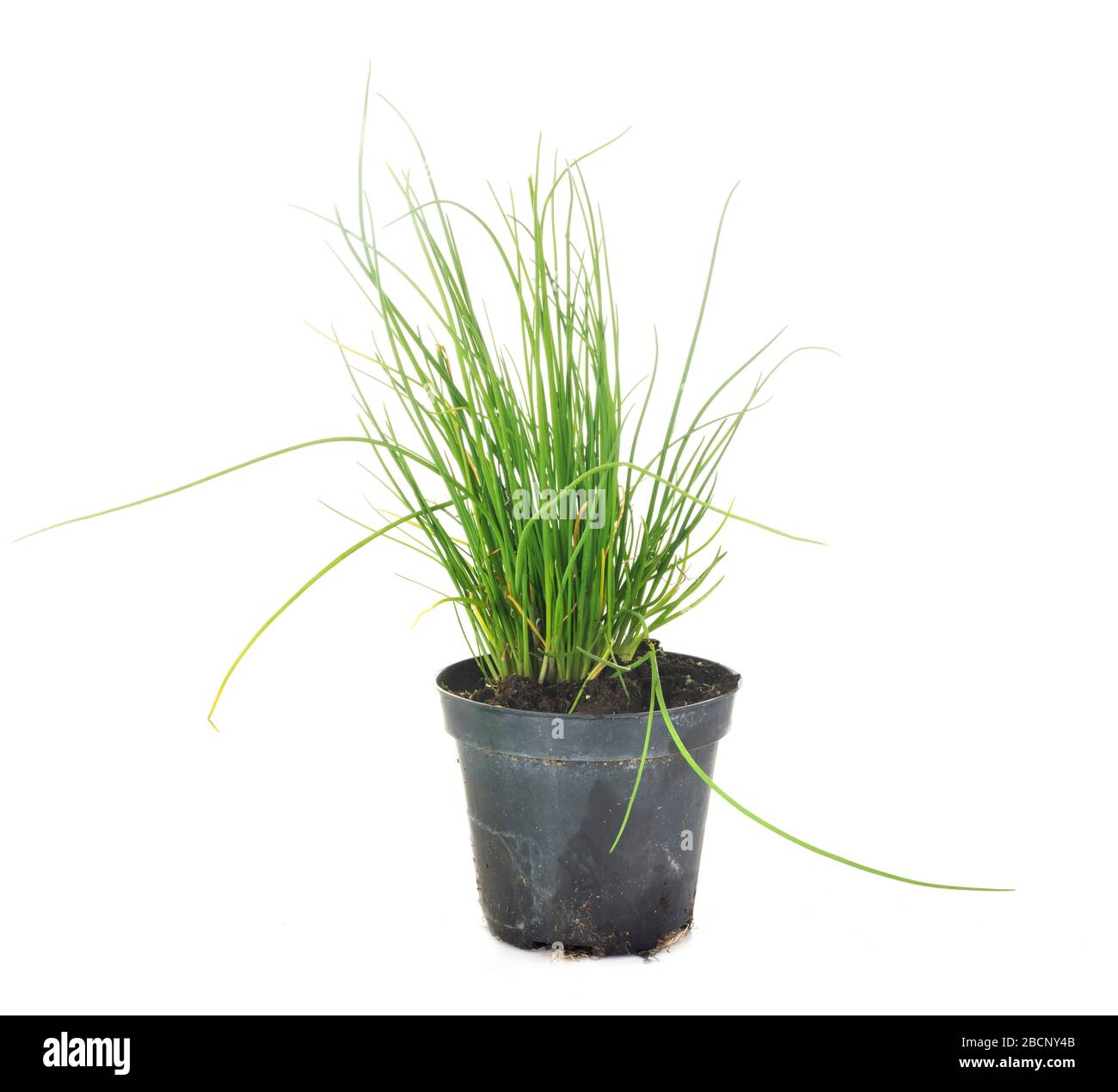 chives plant in front of white background Stock Photo - Alamy