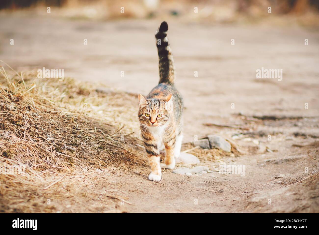 Mongrel cat hi-res stock photography and images - Alamy