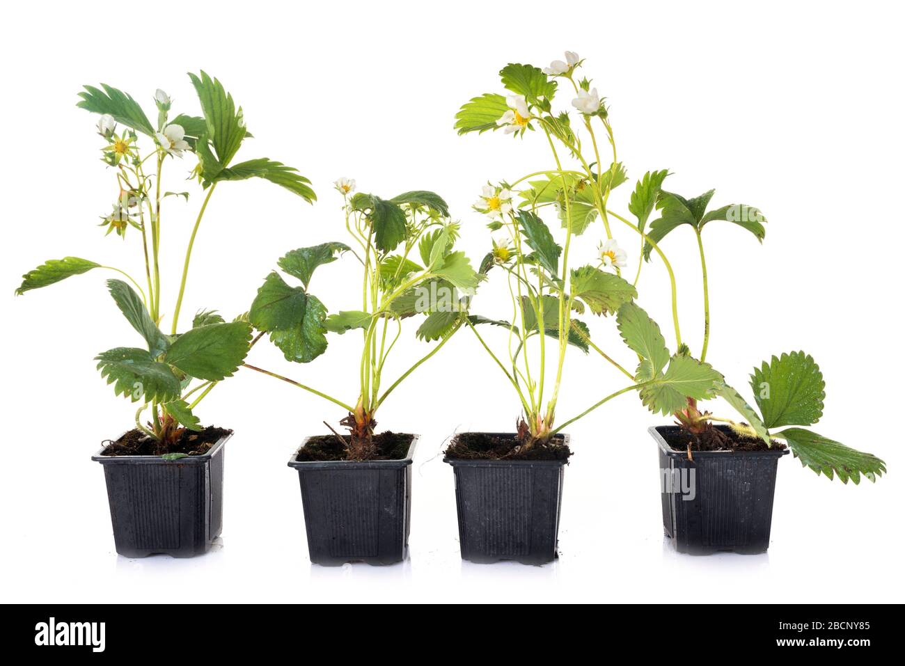 strawberry plant in front of white background Stock Photo - Alamy