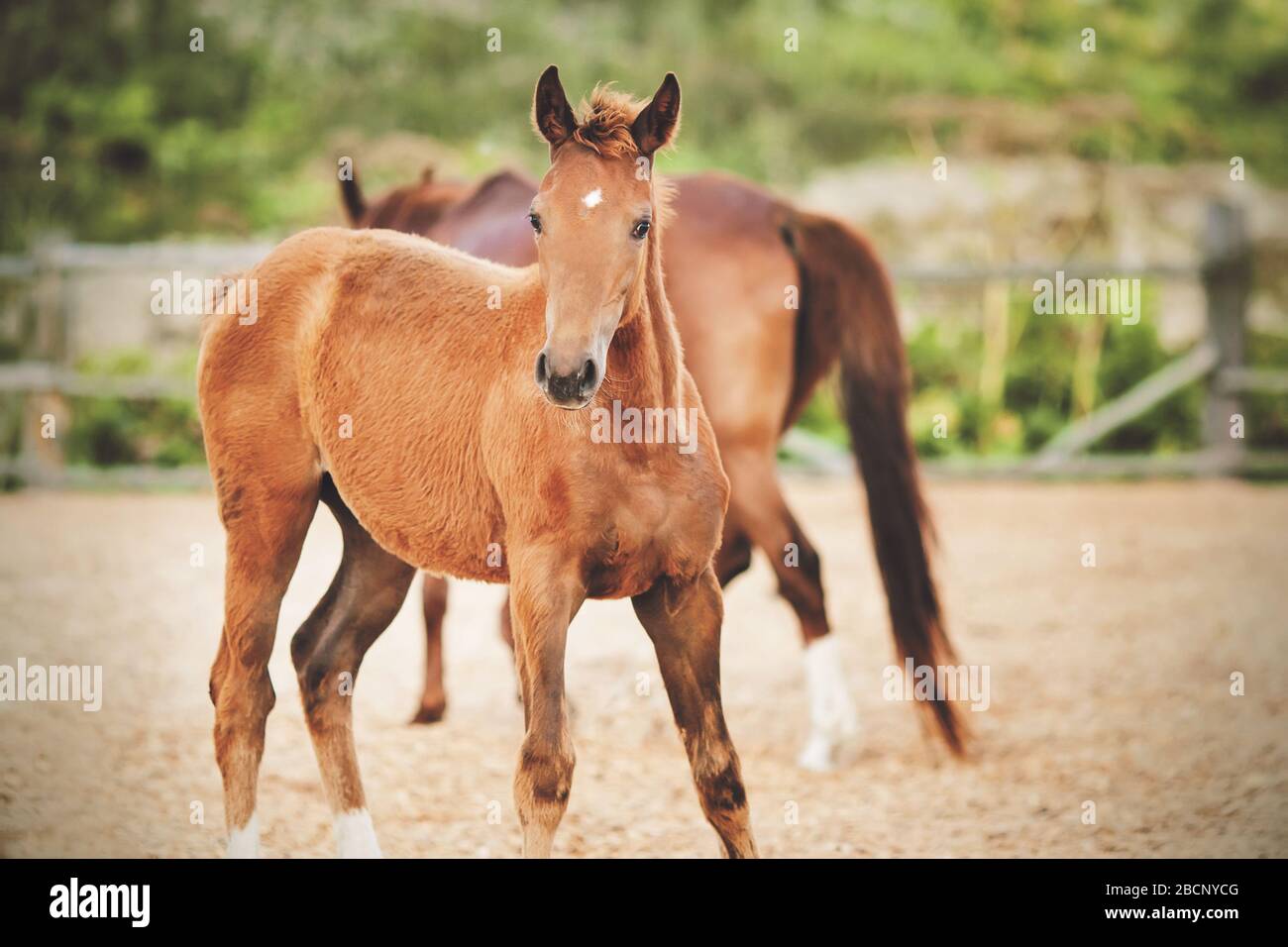 Cute chestnut curious colt walks in the paddock on the farm with his ...