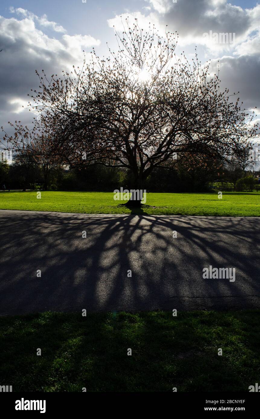 Tree backlit with shadows Stock Photo - Alamy