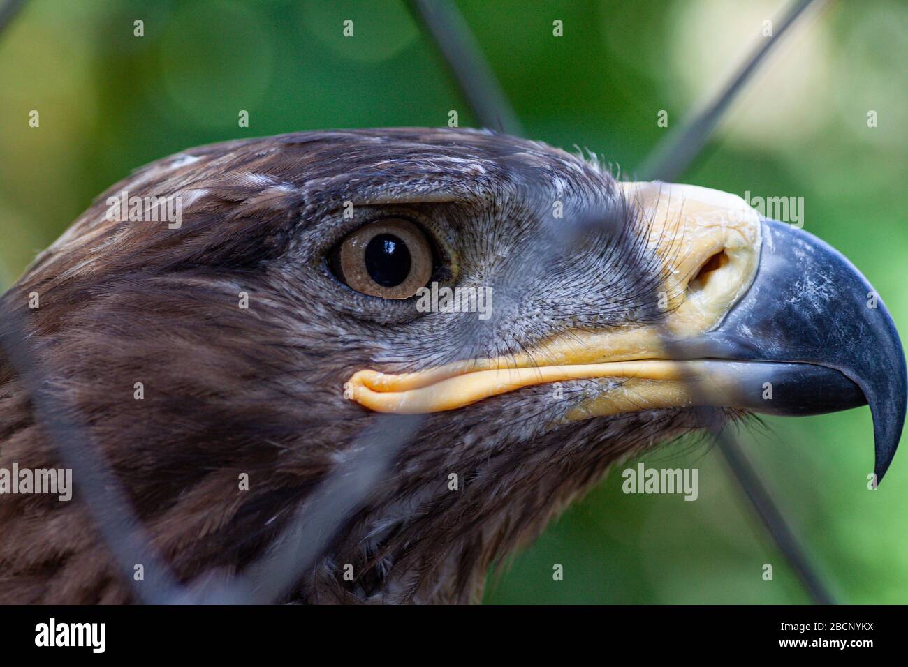Adult golden eagle bird in a cage. Dangerous bird is a predator with a ...