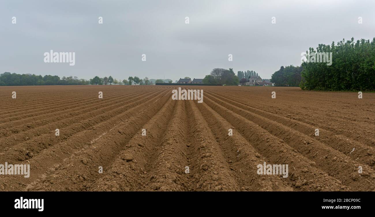 Furrows row pattern in a plowed field prepared for planting crops in ...
