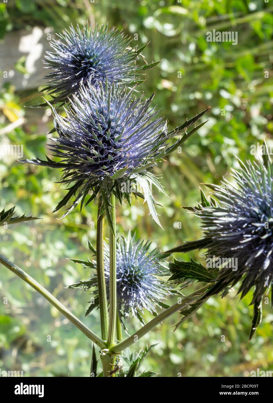 Seedheads of fullers teasel , against blue sky. Dry flowers of Dipsacus ...