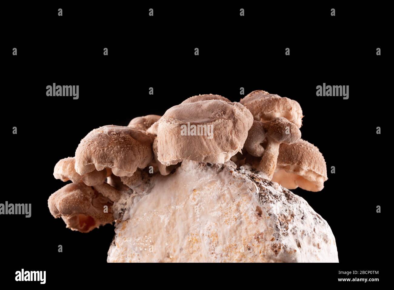 Shiitake Mushrooms on mycelium block. It is considered a medicinal ...