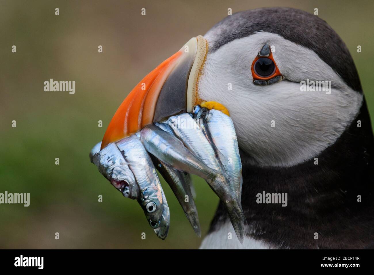 A portrait of a puffin with fish in its mouth Stock Photo - Alamy