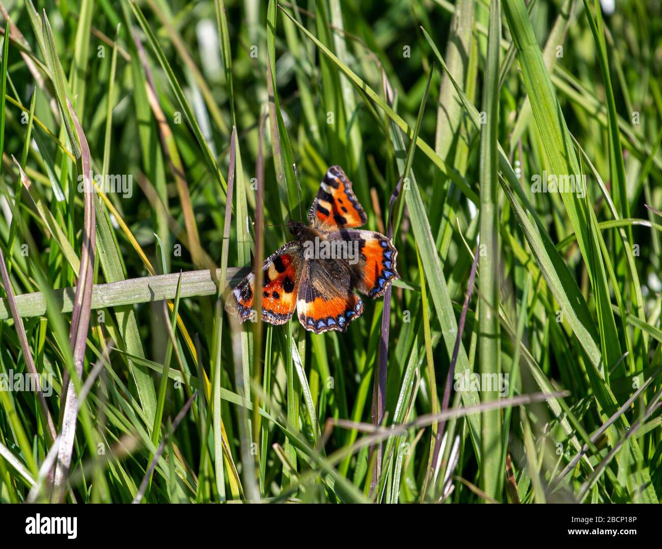 Calm Butterfly High Resolution Stock Photography and Images - Alamy
