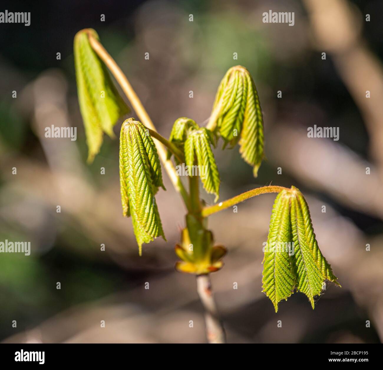 A Horse Chestnut Sapling Opens its Leaves Stock Photo - Alamy