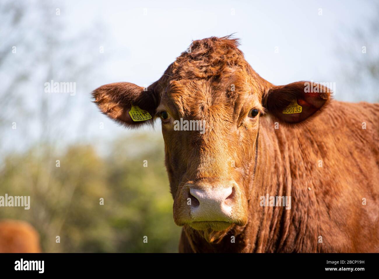 Cattle Legs High Resolution Stock Photography and Images - Alamy