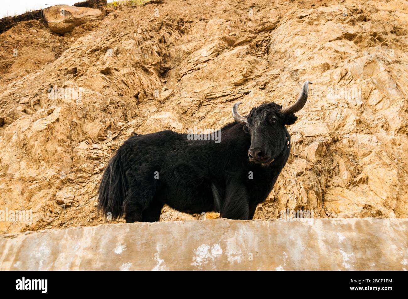 A yak standing on a wall above the road in the Tibetan part of Sichuan ...