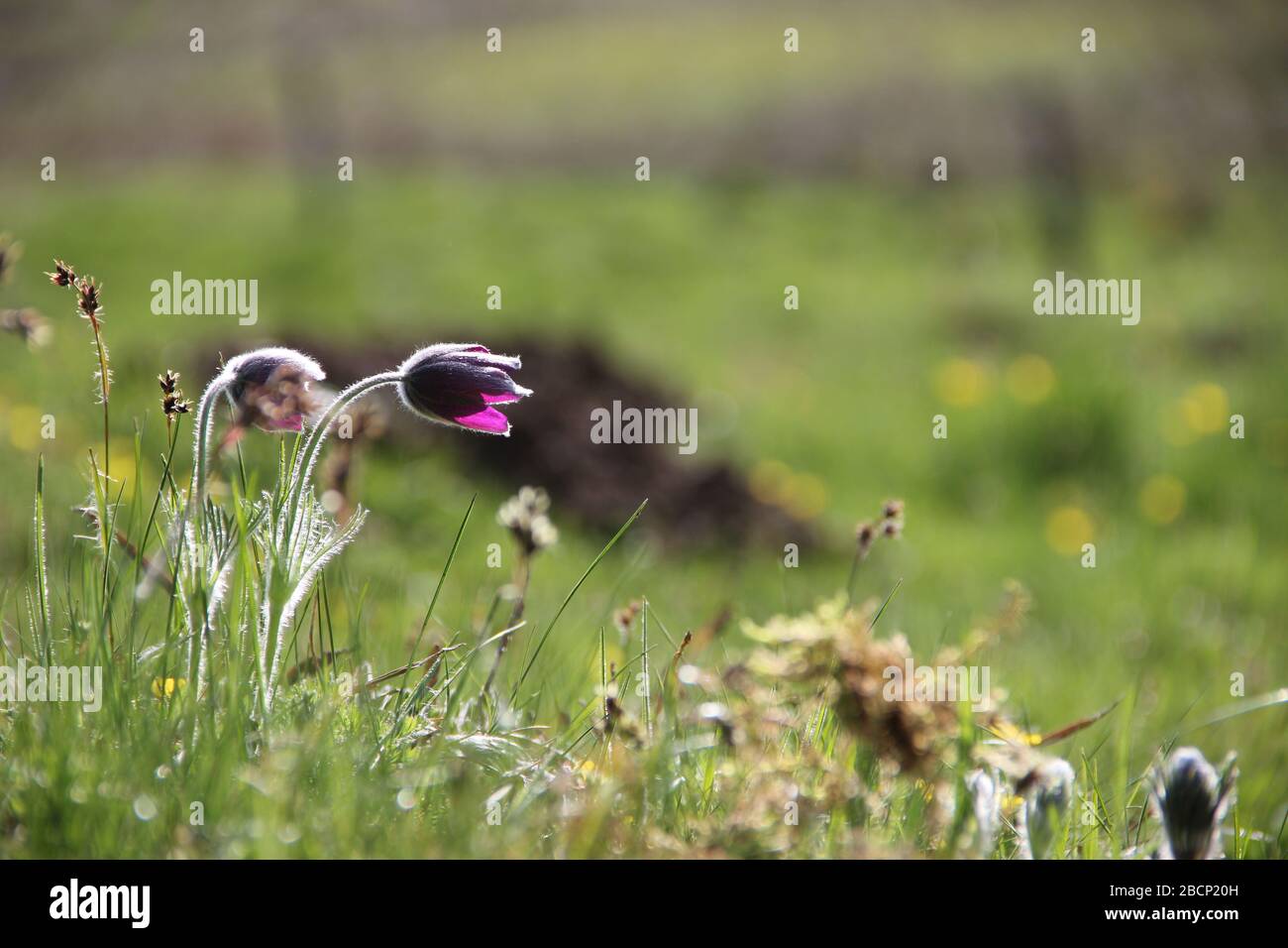 Pulsatile High Resolution Stock Photography and Images - Alamy