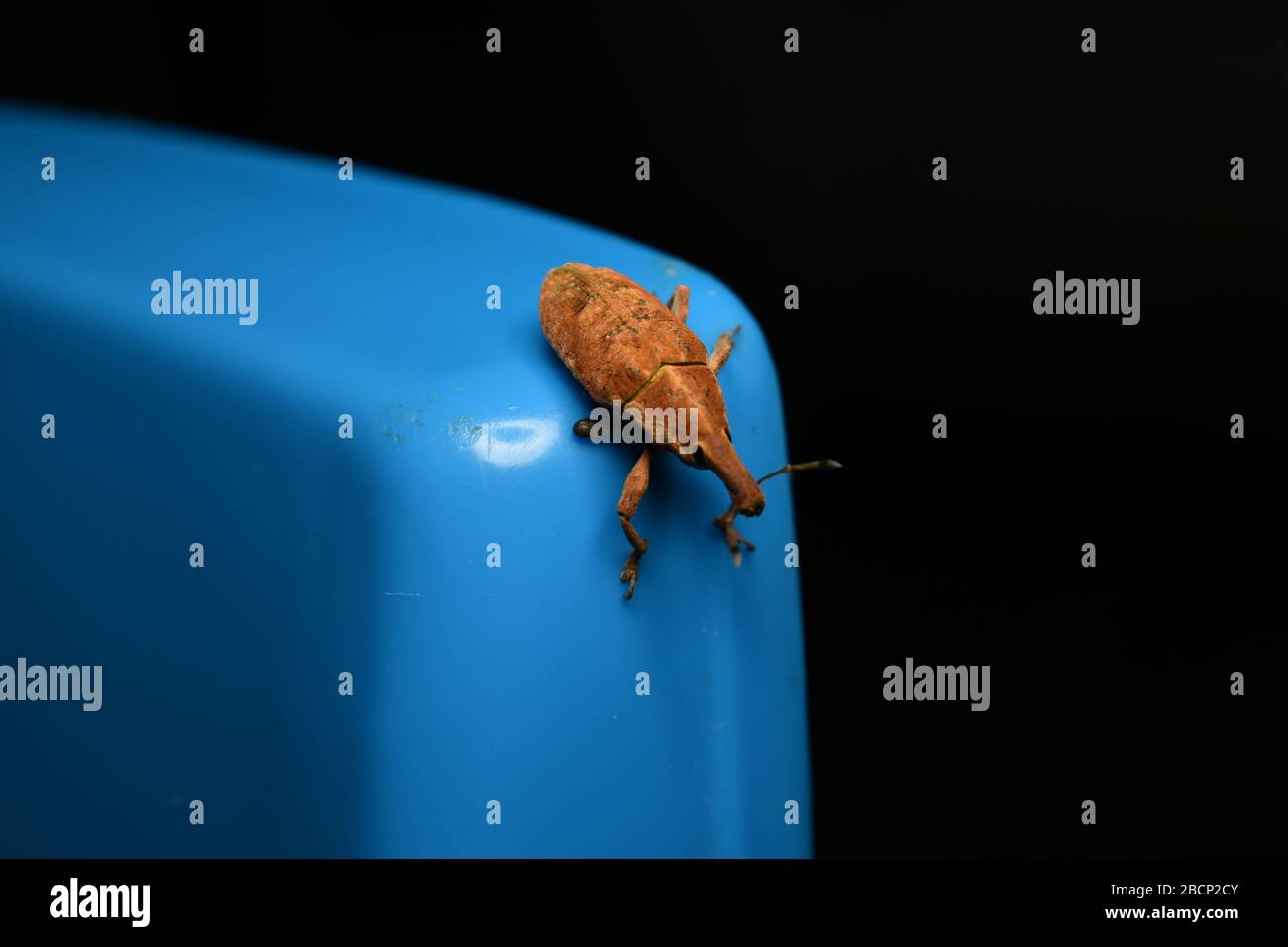A weevil beetle with only four legs on a blue surface Stock Photo - Alamy