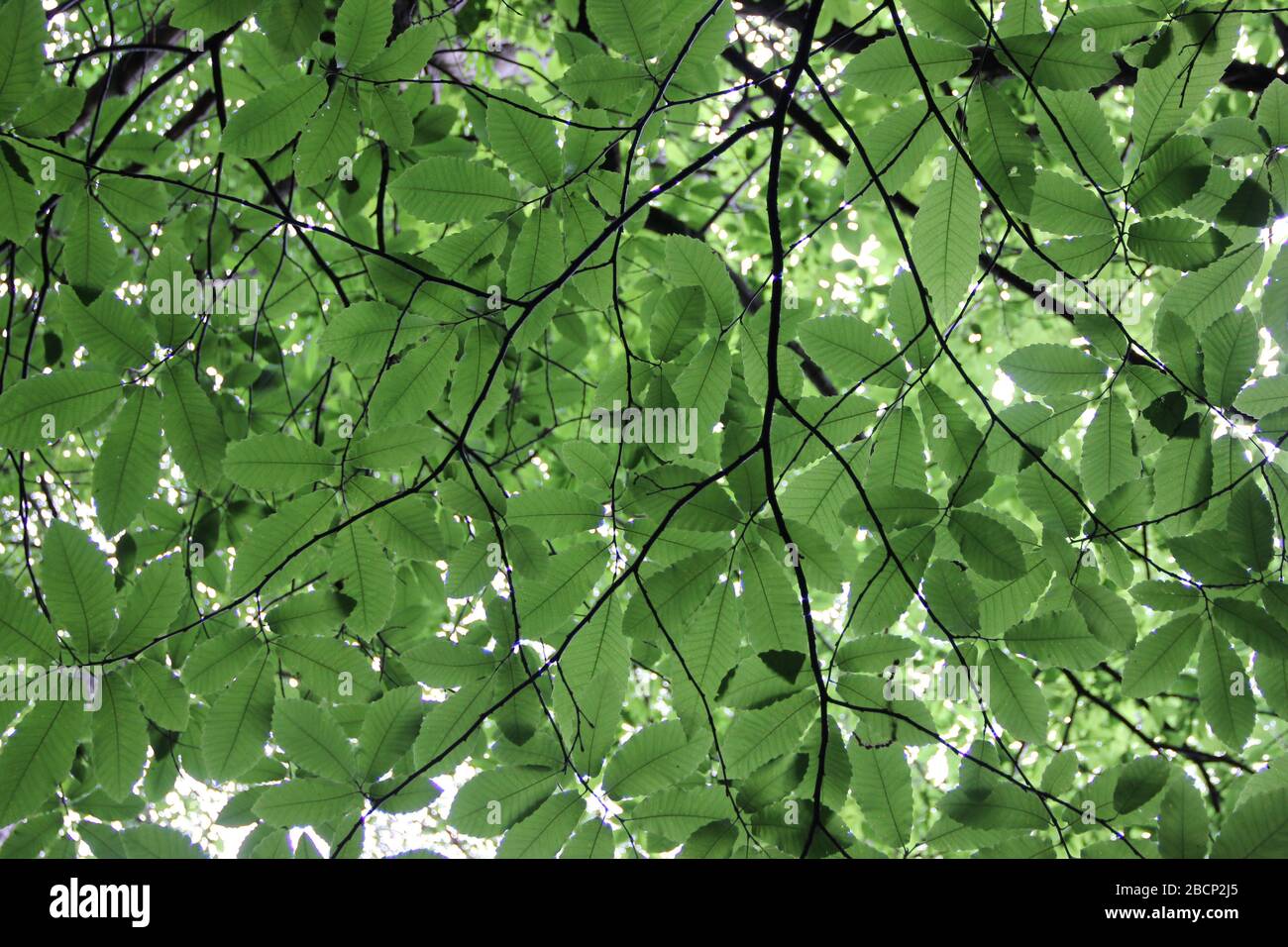 Spring foliage seen from below Stock Photo - Alamy