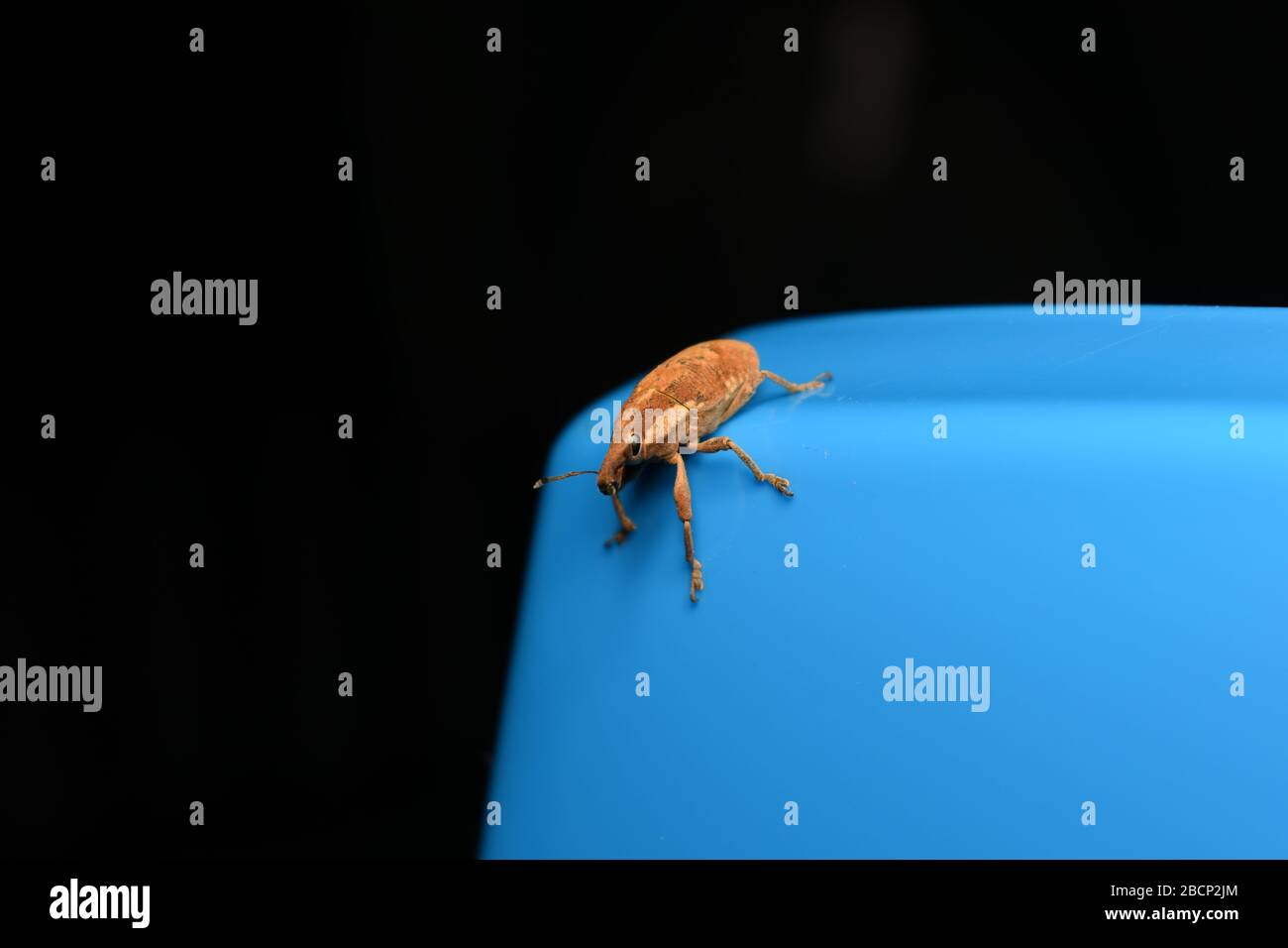 Insect with long nose hi-res stock photography and images - Alamy