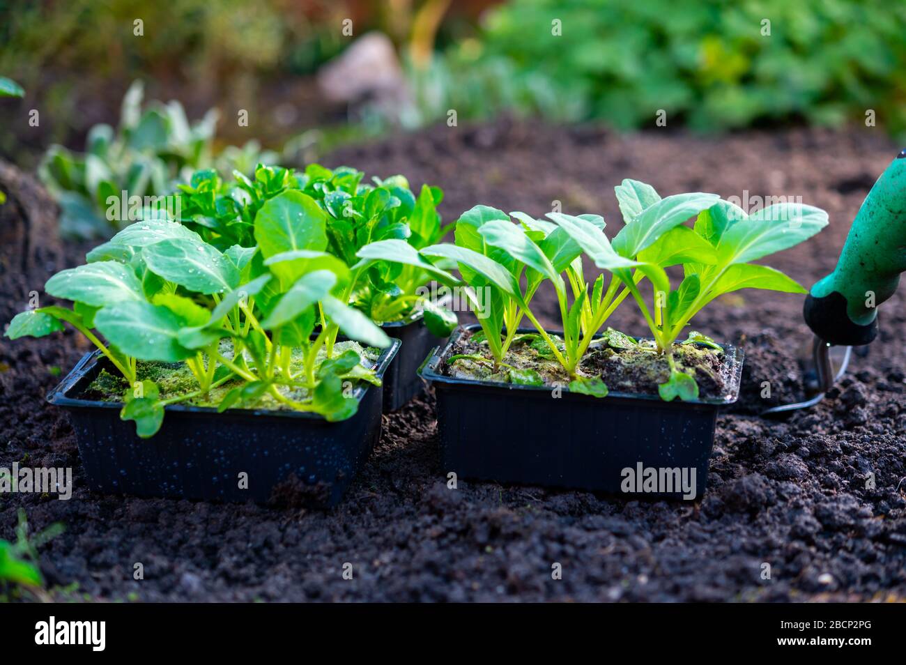 Spring in organic vegetable garden, young cabbage plant ready for ...