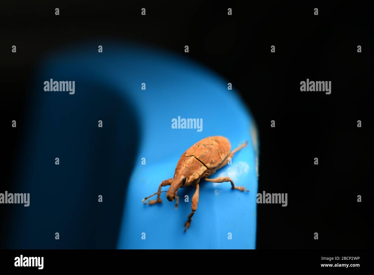 Captured weevil hi-res stock photography and images - Alamy