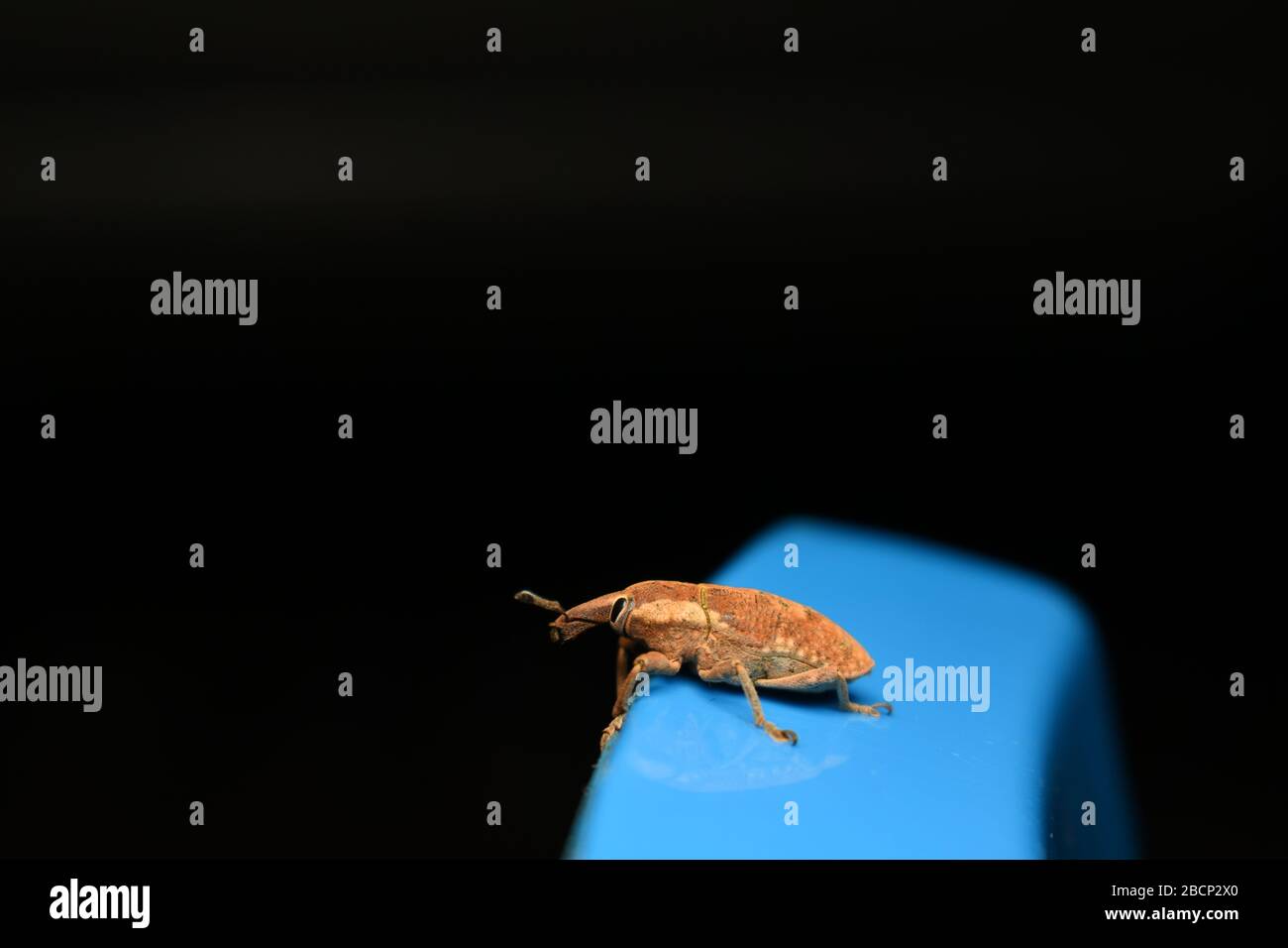 Captured beetle hi-res stock photography and images - Alamy