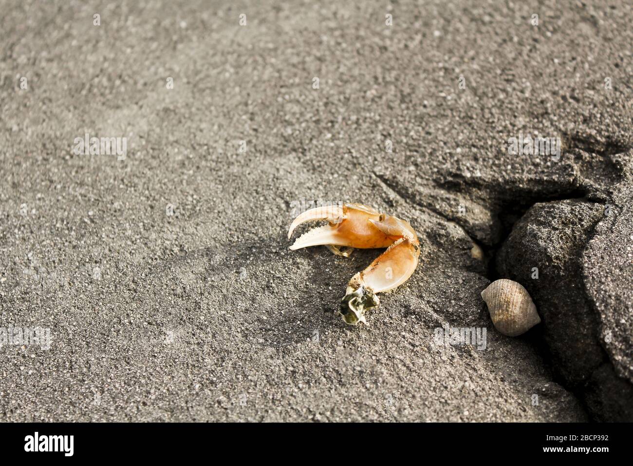 Detached crab arm hi-res stock photography and images - Alamy