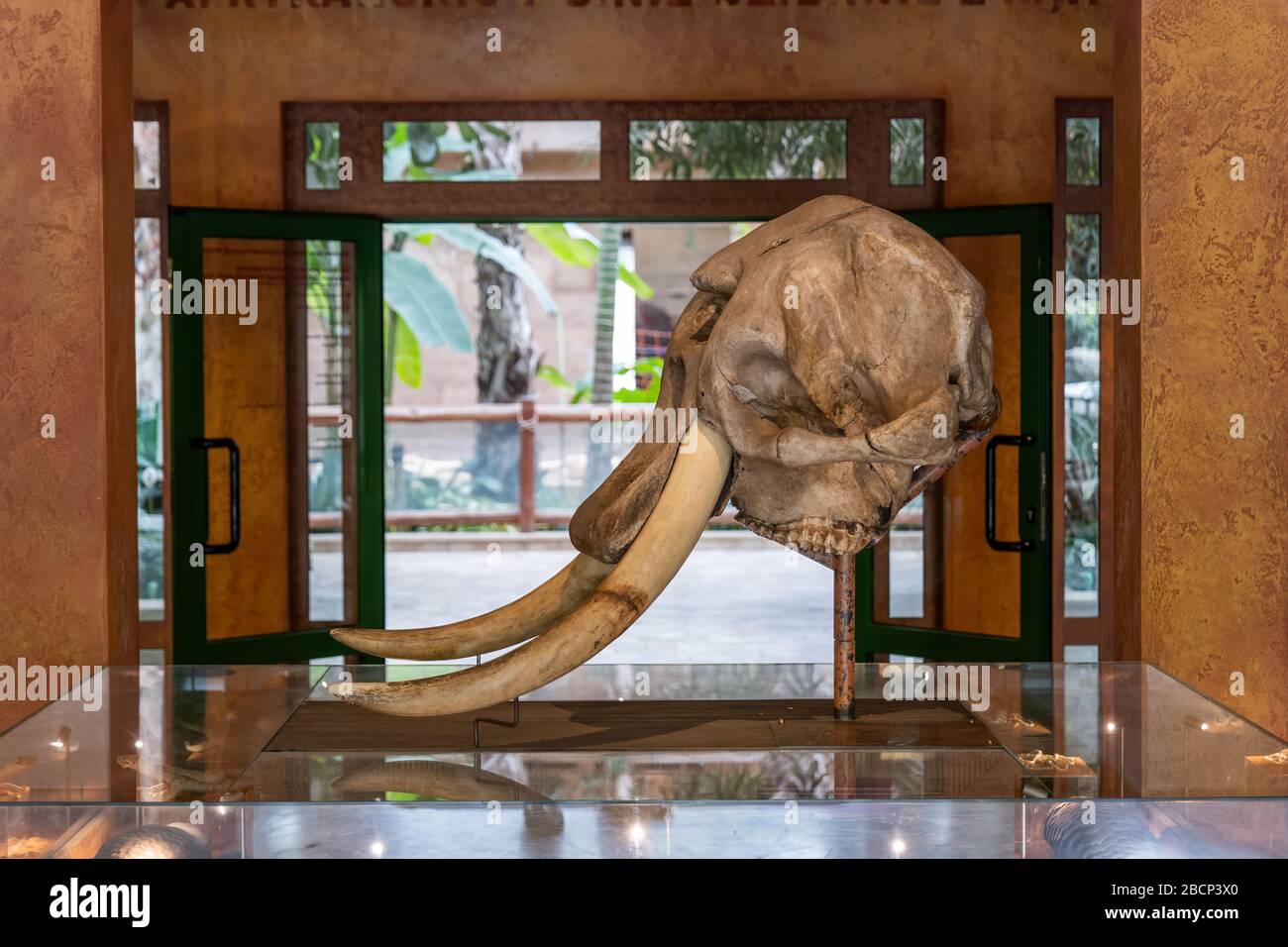 Elephant Skull Front