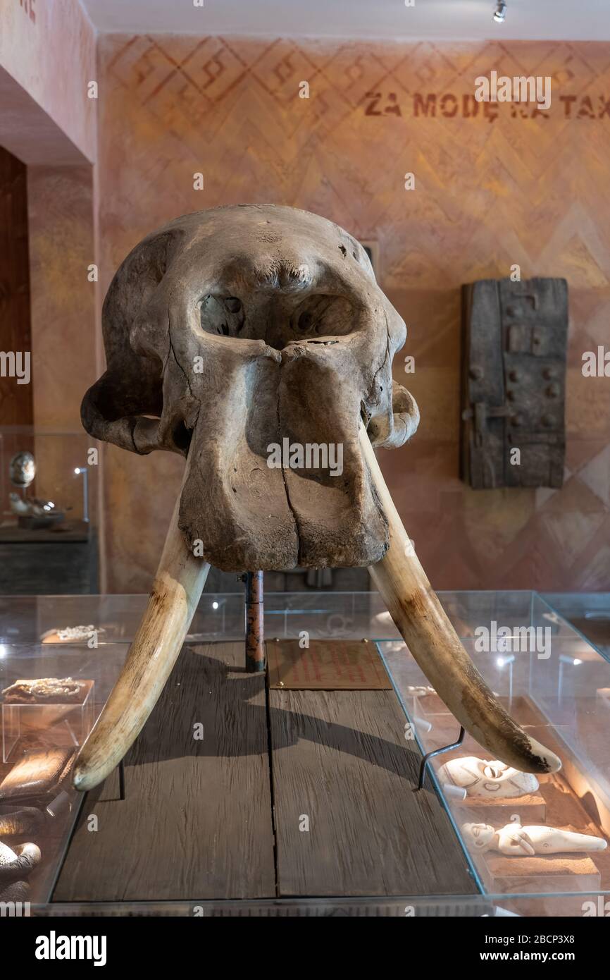 Elephant Skull High Resolution Stock Photography and Images - Alamy
