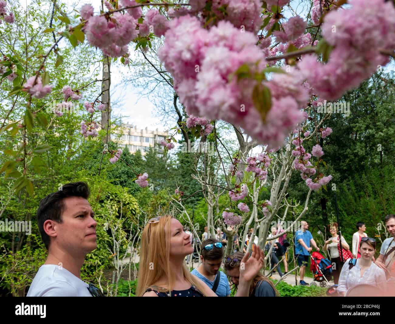 Sakura in Budapest, cherry tree blossom during spring Stock Photo - Alamy