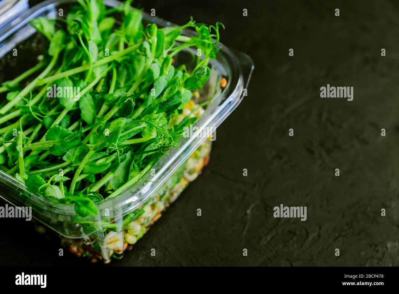 peas green sprouts edible plants in a plastic box. microgreens ...