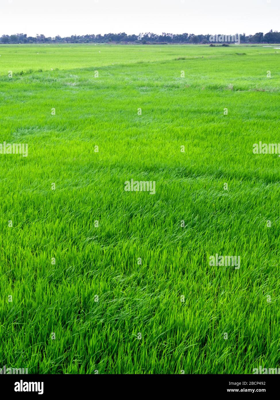 Leaves of rice fly follow the wind in the rice field Stock Photo - Alamy