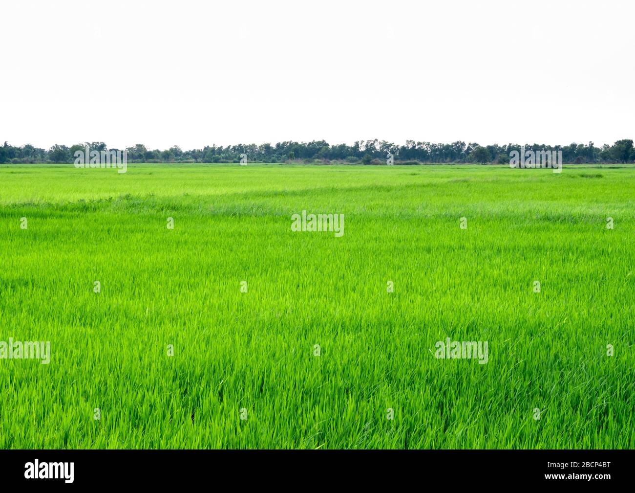 Rice field scenery in thailand, green background Stock Photo - Alamy