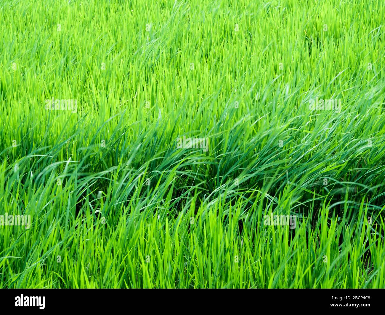 Leaves of rice fly follow the wind in the rice field Stock Photo - Alamy