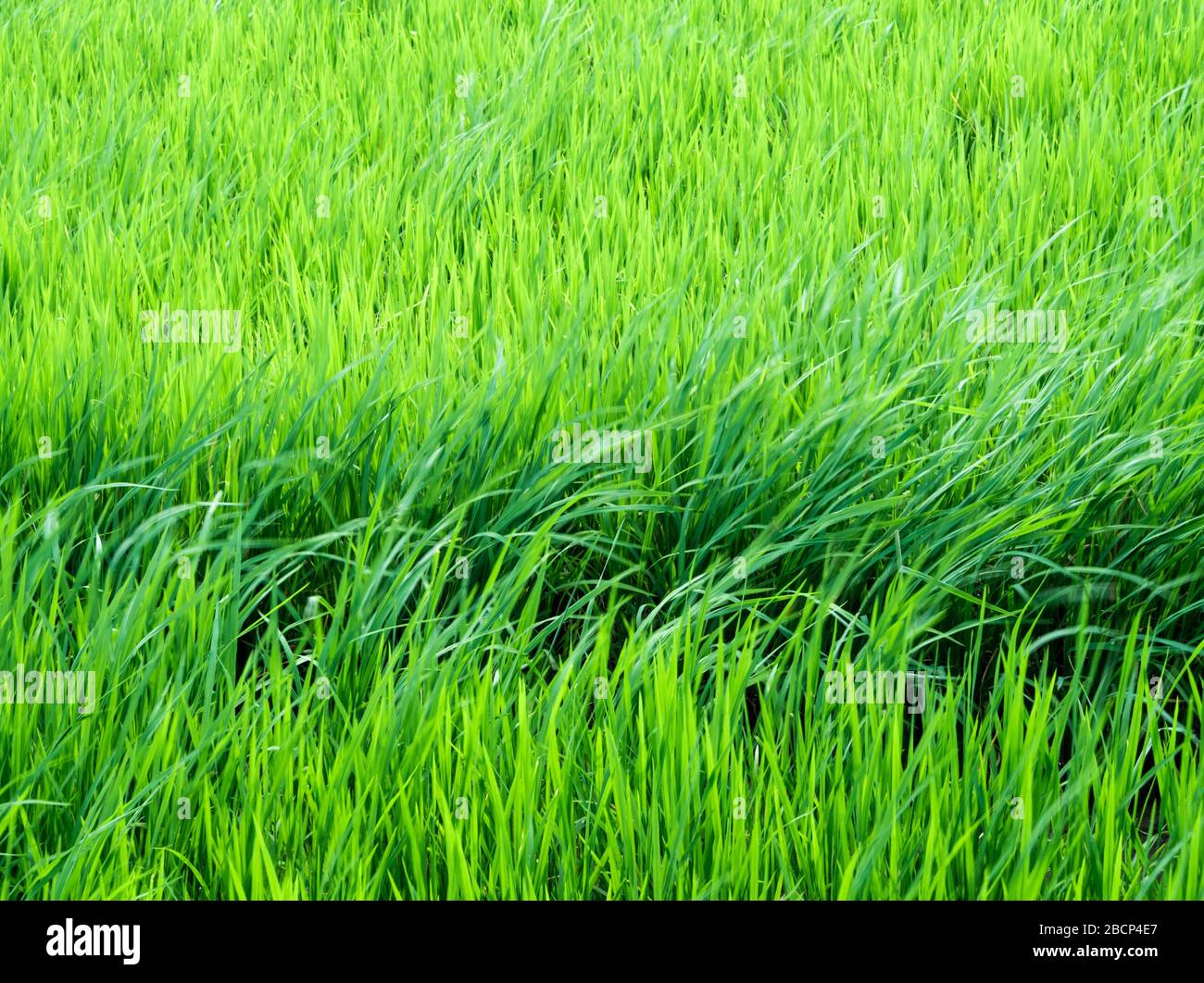Leaves of rice fly follow the wind in the rice field Stock Photo - Alamy