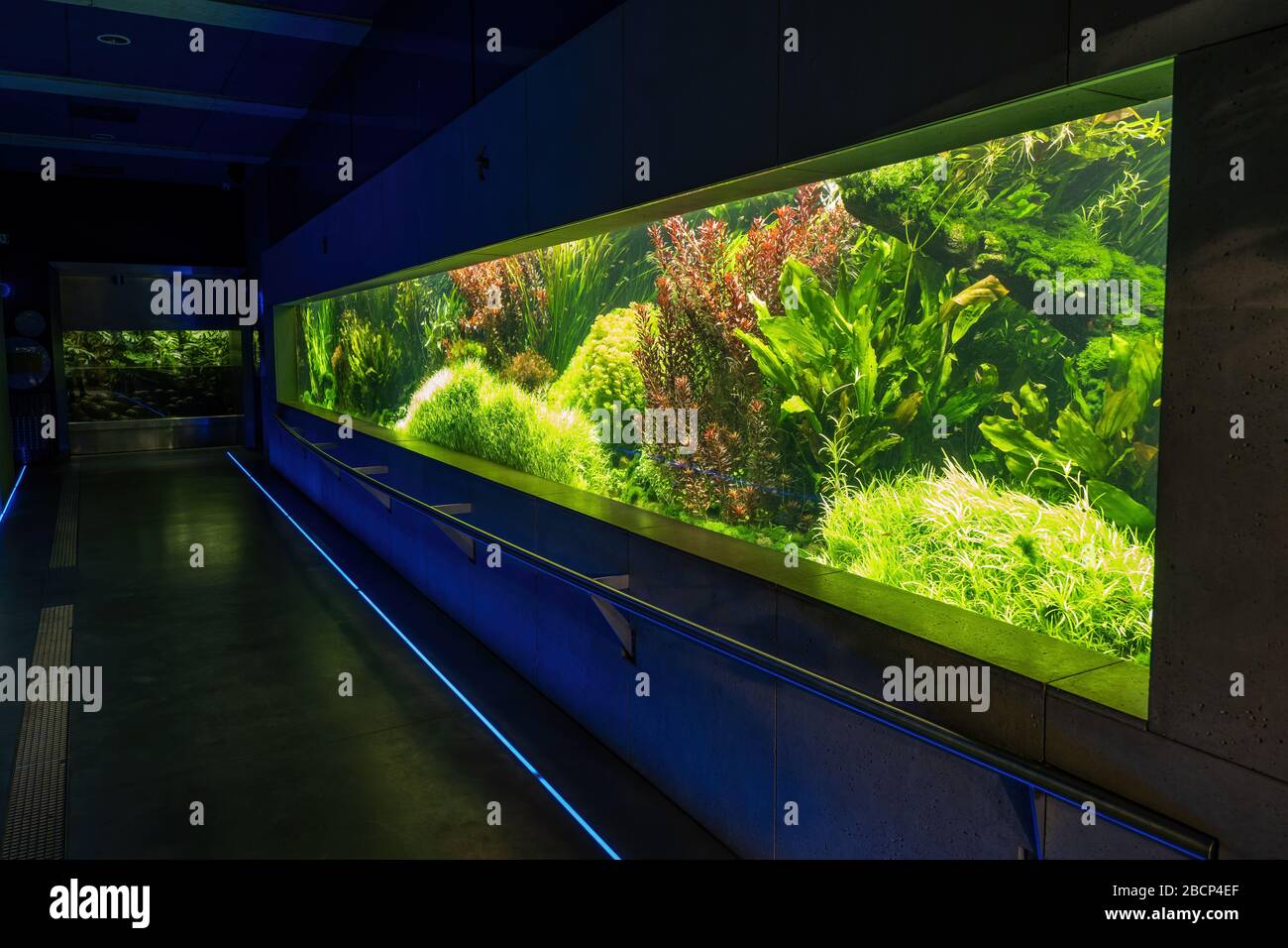 Aquarium Little Amazonia, a tank which imitates an Amazonian river in ...