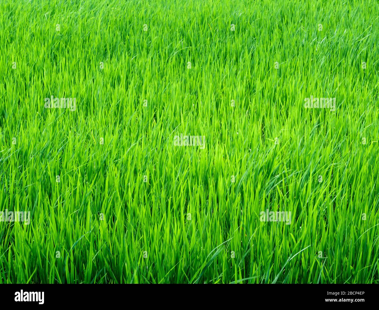 Leaves of rice fly follow the wind in the rice field Stock Photo - Alamy