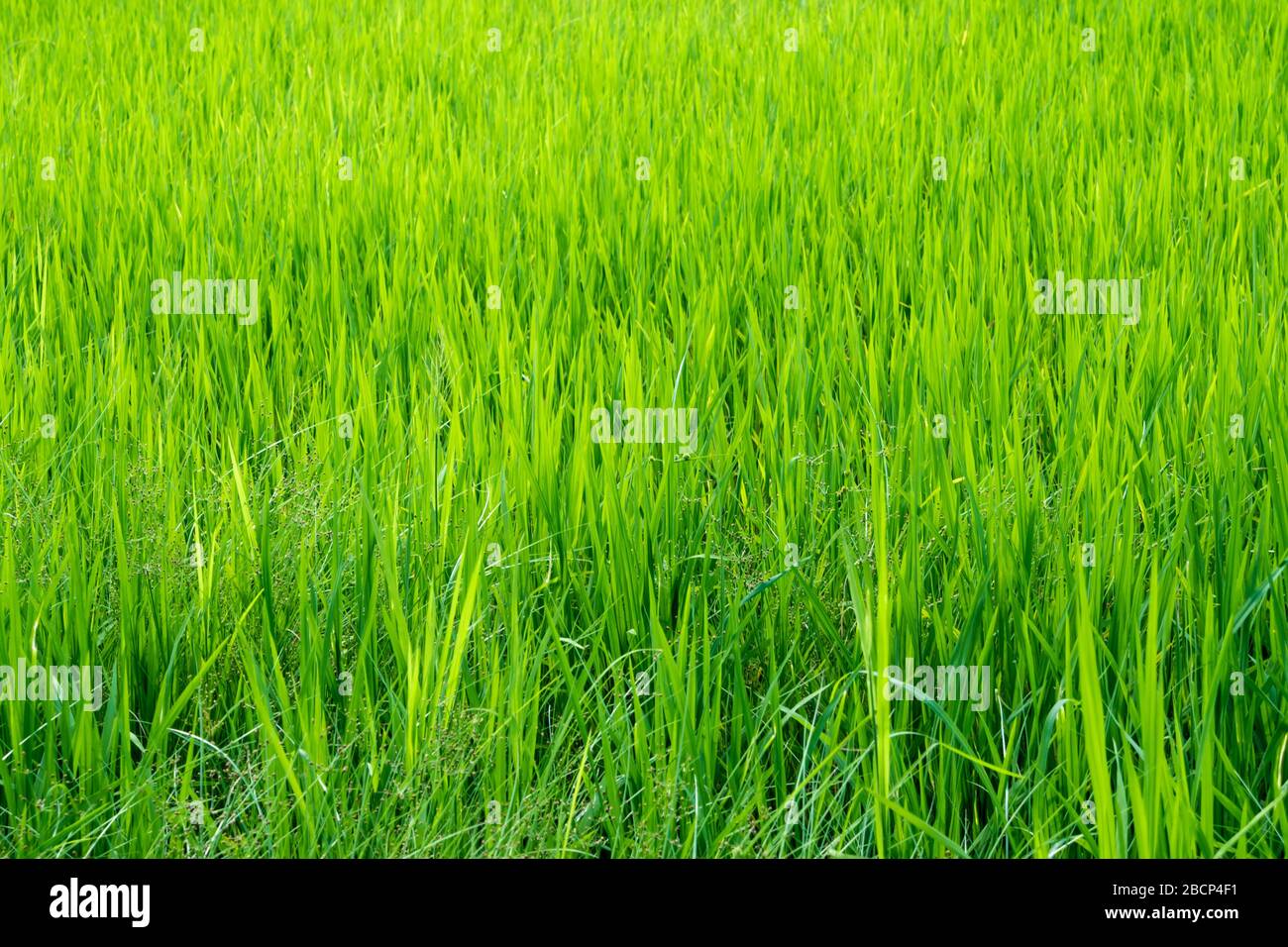 Grass weed in the rice fields Stock Photo - Alamy