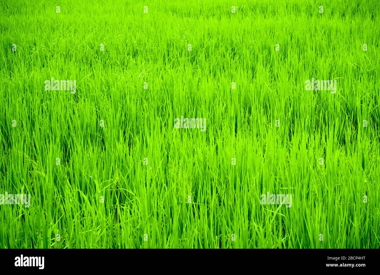 Rice field scenery in the countryside of Thailand, fresh and green ...