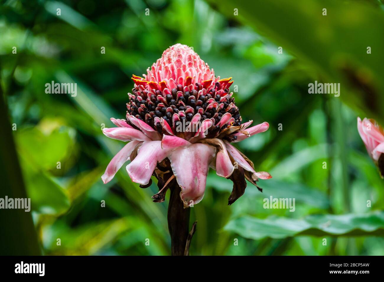 Blooming Etlingera elatior (torch ginger, red ginger lily, torch lily ...