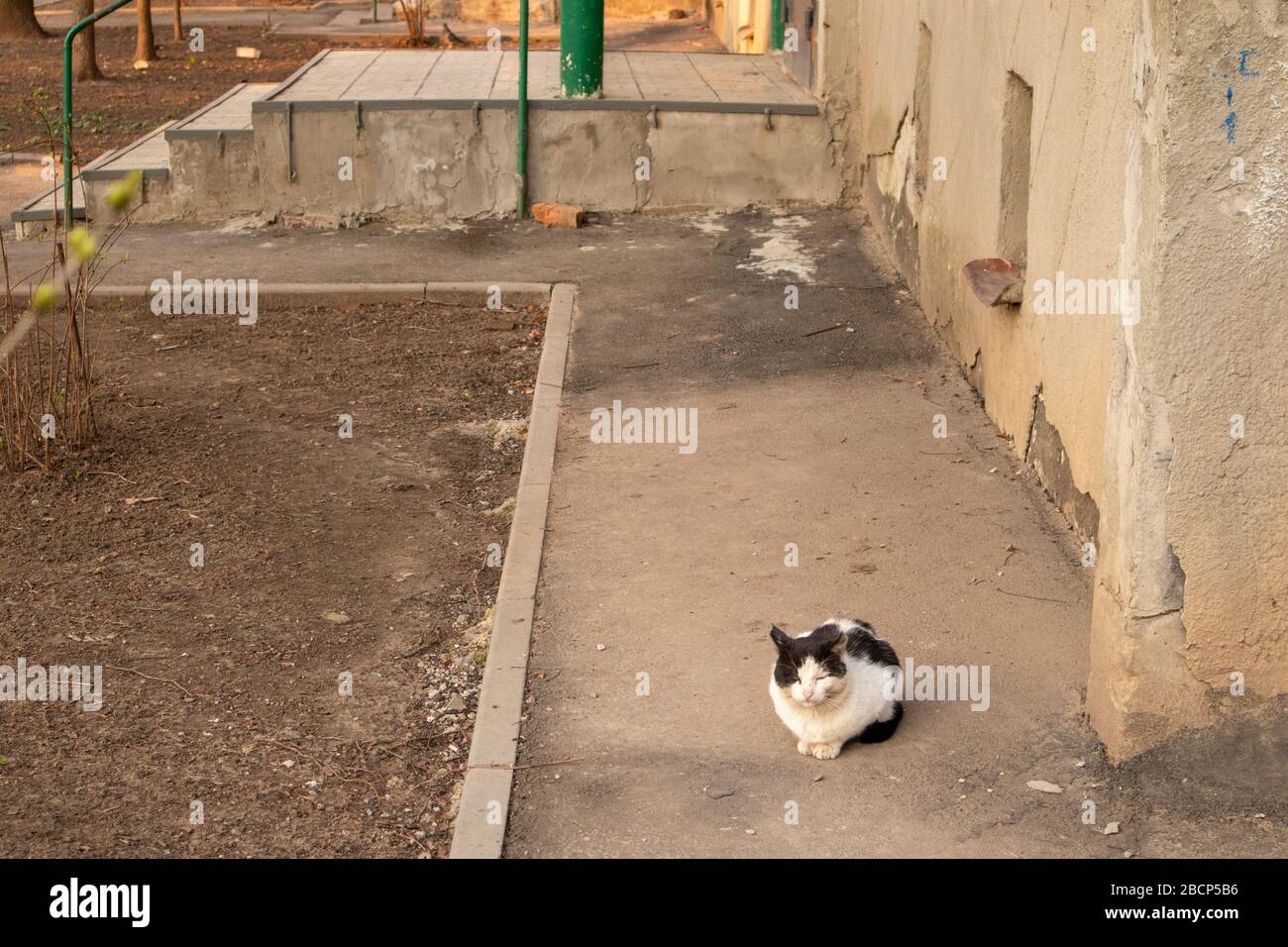 Homeless cats. Cats walk along the street. Cats Stock Photo - Alamy