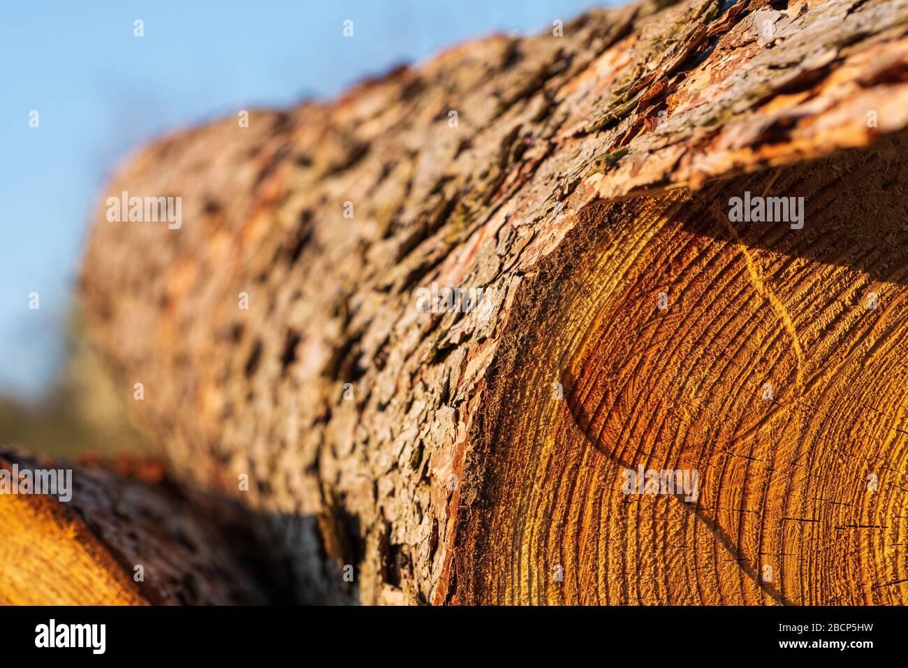 Freshly logged conifer tree trunk with annual rings and rough bark in ...