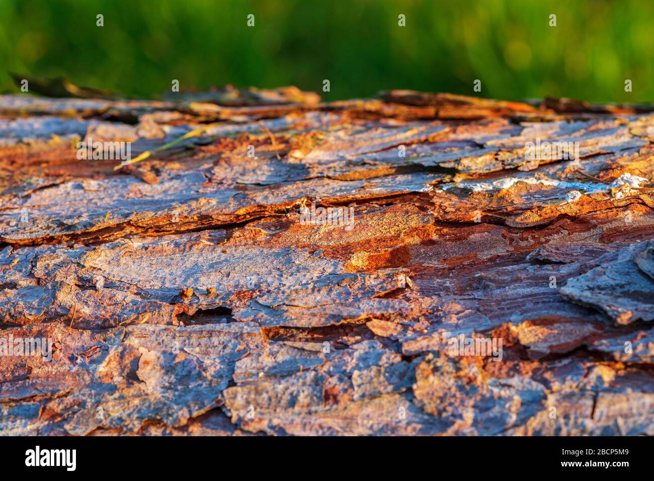 Conifer tree bark hi-res stock photography and images - Alamy