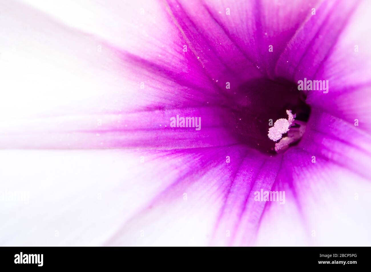 Close up to texture detail of morning glory flower Stock Photo - Alamy