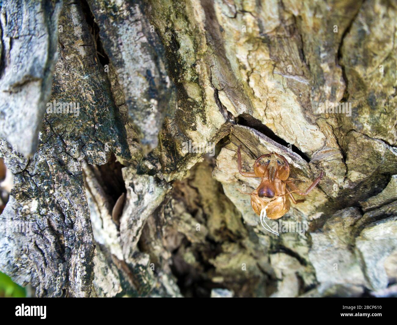 Closeup Molt of Cicada on tree bark Stock Photo - Alamy
